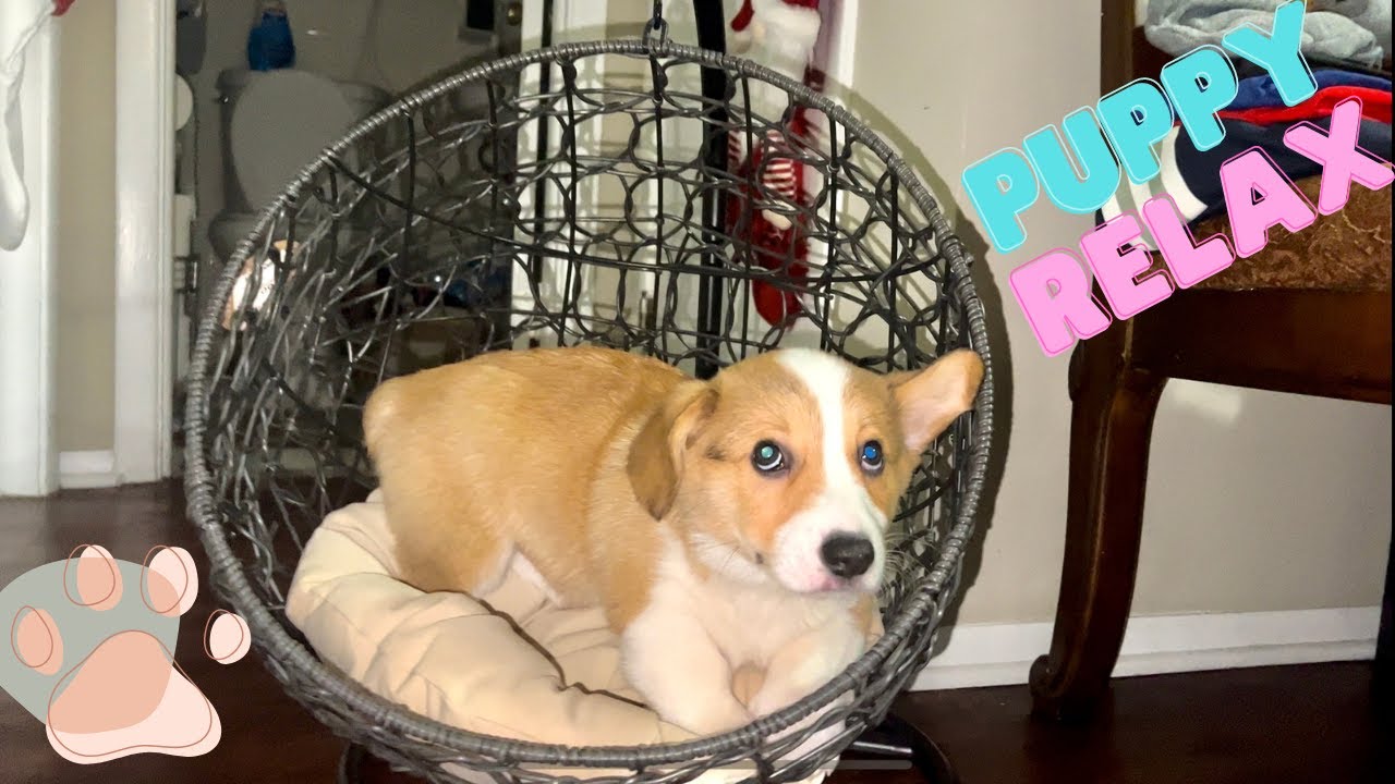 Corgi Puppy Relax. Funny Corgi Puppy. #corgi #puppy #tiktok - YouTube