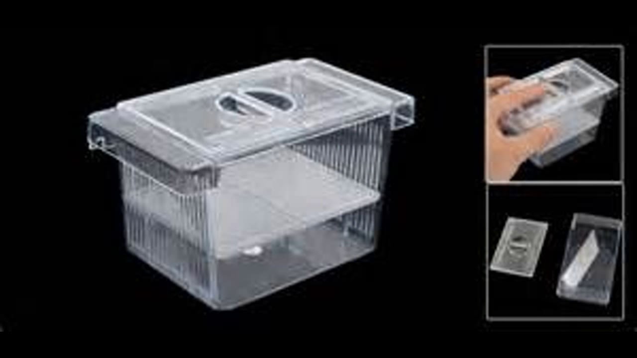 DIY THE BEST BREEDING BOX FOR MOLLIES - YouTube