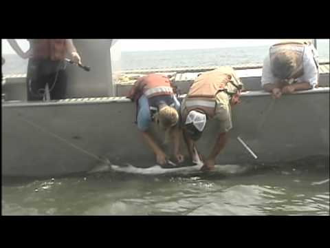 Sand Tiger Sharks in Delaware Bay - YouTube