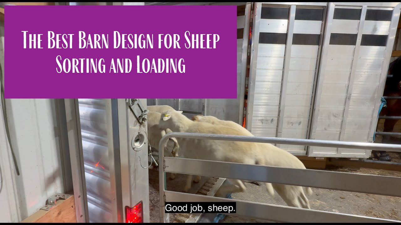 The Best Barn Design for Sheep Sorting and Loading - YouTube