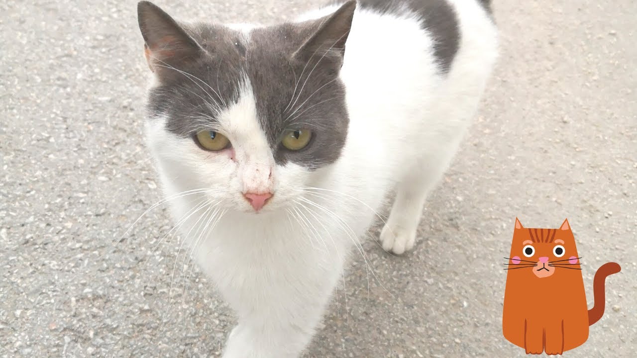 Two Cats New Friends And Black Cat is Scared - YouTube