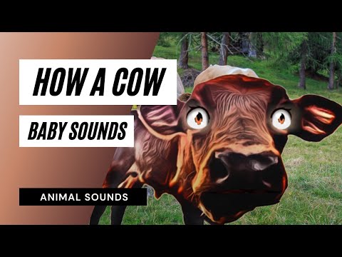 How A Cow Baby Mooing / Sound Effect / Animation - YouTube