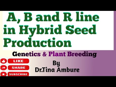 A, B and R line and in Hybrid Seed Production - YouTube