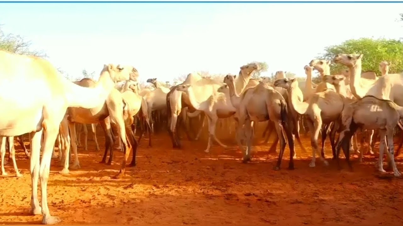 Qeyb Kale iyo Dhaqashada Geela Hab casriya iyo Aqabadaha uukala kulmay ...