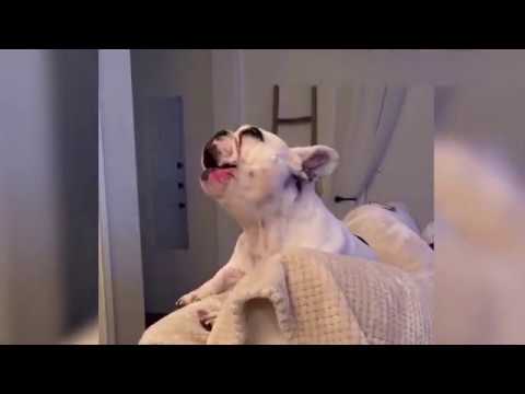 frenchie Bulldog has emotional breakdown with a dramatic howl - YouTube
