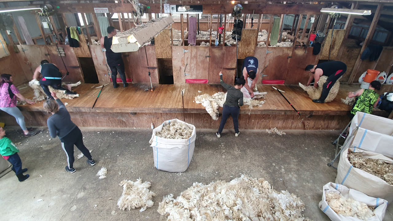 Sheep shearing in the Wairarapa,Nz - YouTube