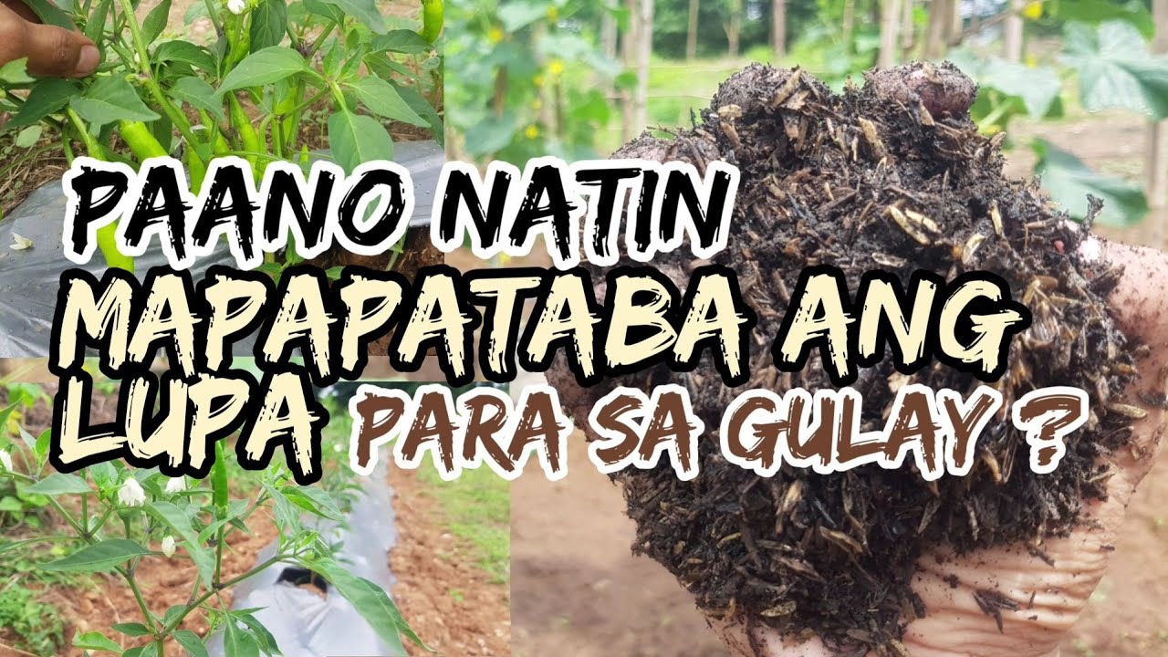 PAANO PATABAIN ANG LUPA PARA SA GULAY? | Gulayan sa Turod | Vlog 14 ...