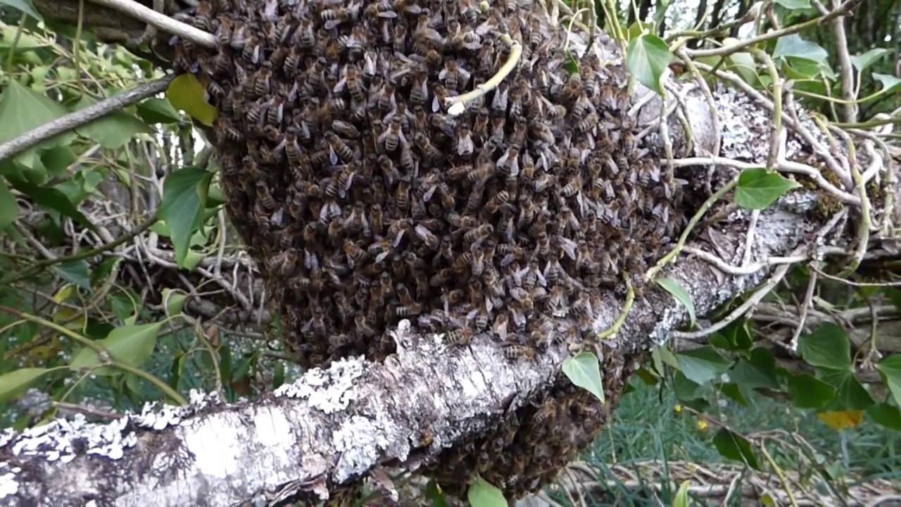 ESSAIM D'ABEILLES : méthode d'une capture SIMPLE et EFFICACE sans ...