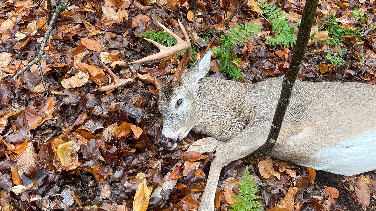 Big Woods 9 POINT Adirondack BUCK!! My second Deer ever and he's a ...