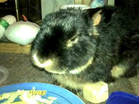 laughing rabbit - YouTube