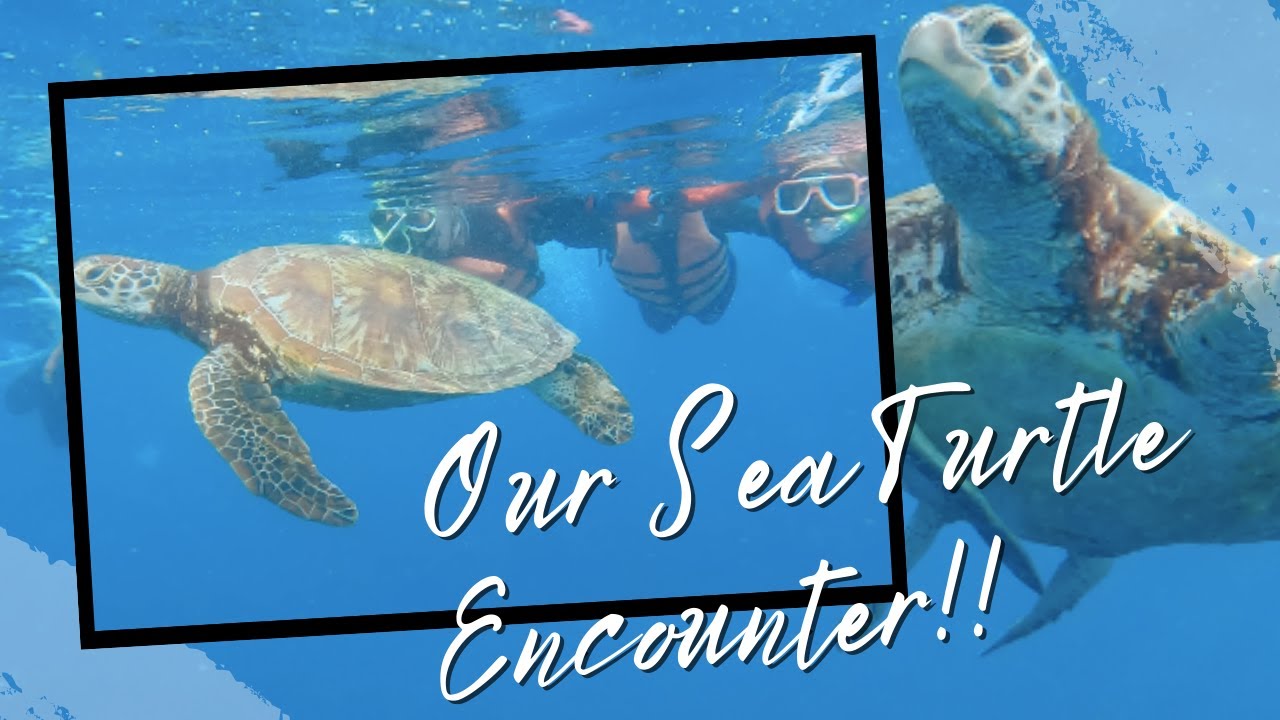 (Full) SEA TURTLE (PAWIKAN) Encounter | Moalboal | South Cebu ...