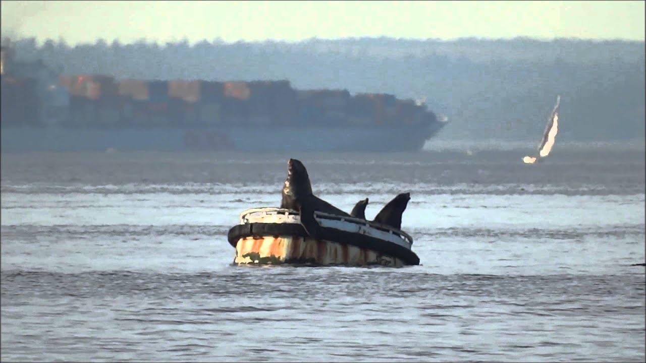 Seals in Wild at Seattle - YouTube