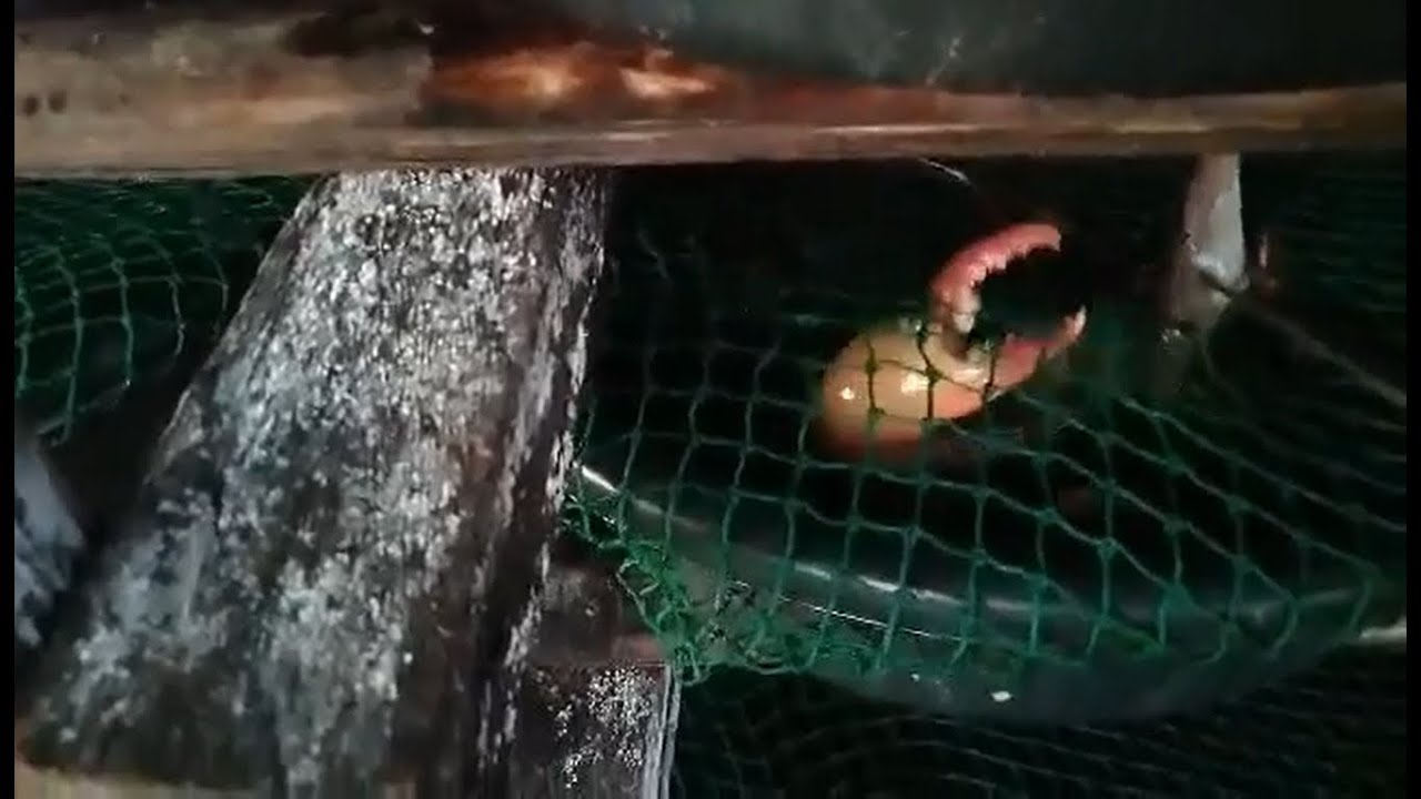 MUD CRAB FEEDING - YouTube