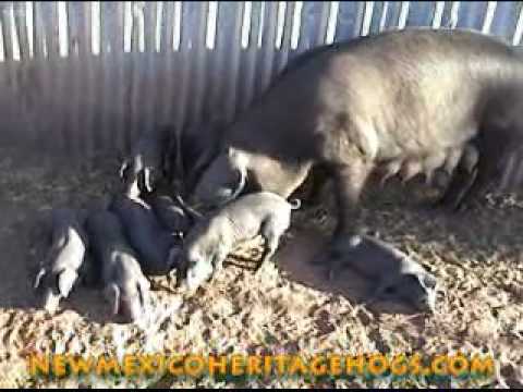 Large Black Hogs: Piglets at 3 Weeks Old - YouTube