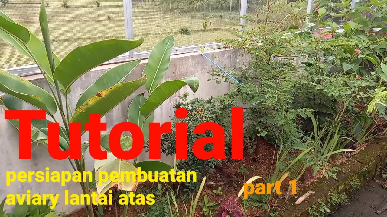 tutorial//langkah persiapan pembuatan aviary di lantai atas (dak) part ...