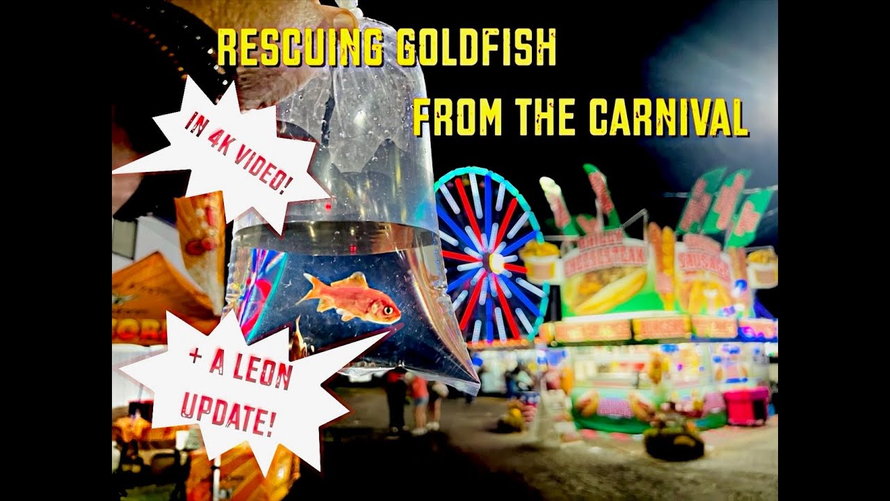 Rescuing Goldfish From The Carnival - YouTube