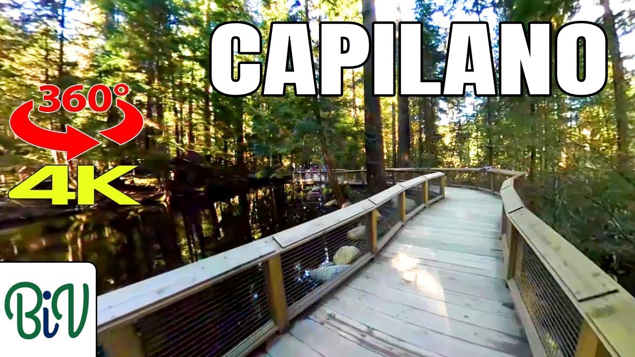 Capilano Living Forest Walk At Capilano Suspension Bridge | 4K 360 ...