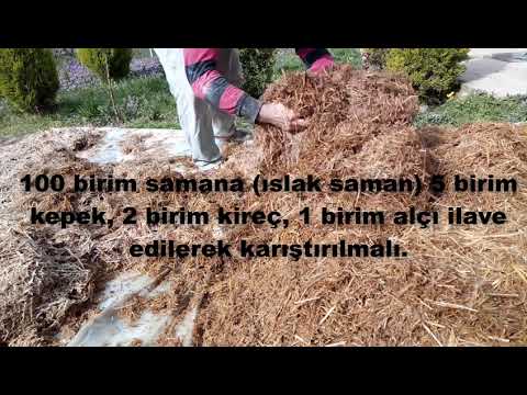 İstiridye Mantarı Üretim Aşaması