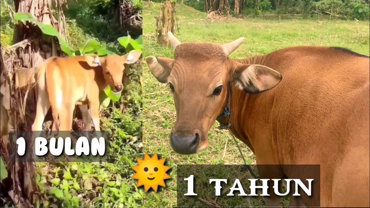 SAPI BALI UMUR 1 BULAN HINGGA 1 TAHUN - YouTube