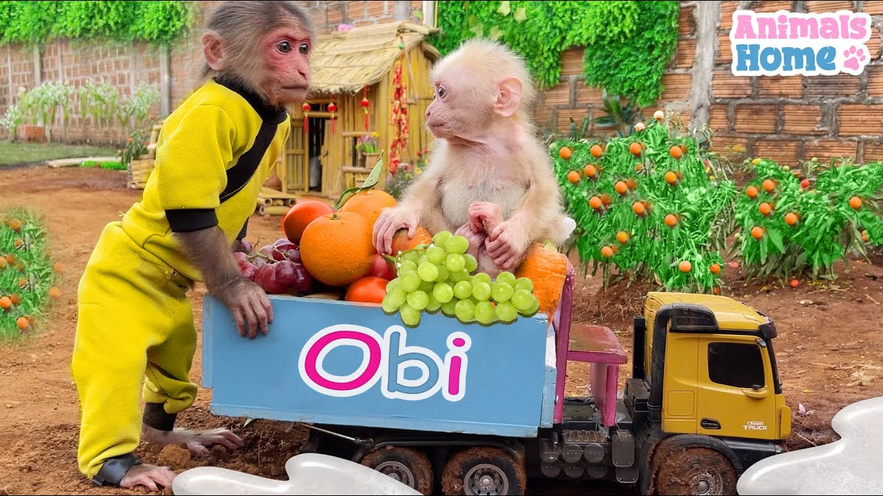 Smart BiBi helps dad harvest fruit in the garden for baby monkey Obi ...