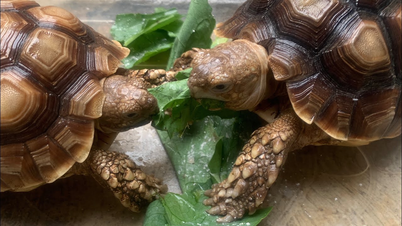 How to take care baby Tortoise - YouTube