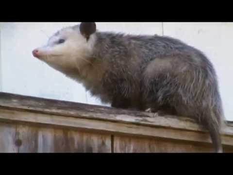 Opossum Cleaning Itself Rare Daytime Sighting Monterey CA - YouTube
