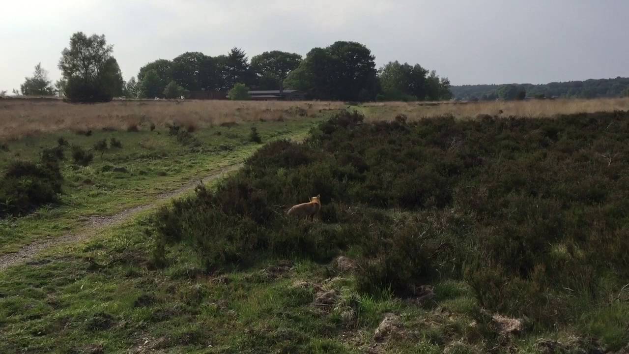 Vos op de Veluwe - YouTube