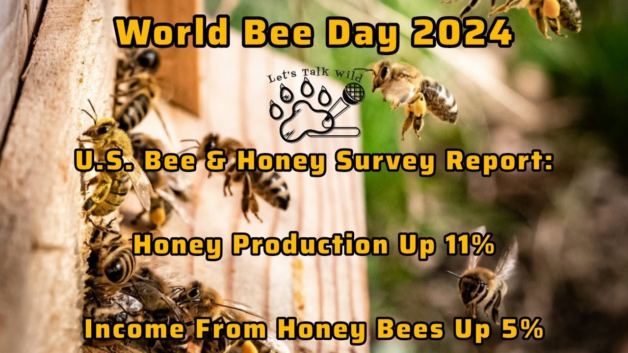 U.S. Bee & Honey Survey Report: Honey Production & Income From Honey Bees Is Up - World Bee Day ...