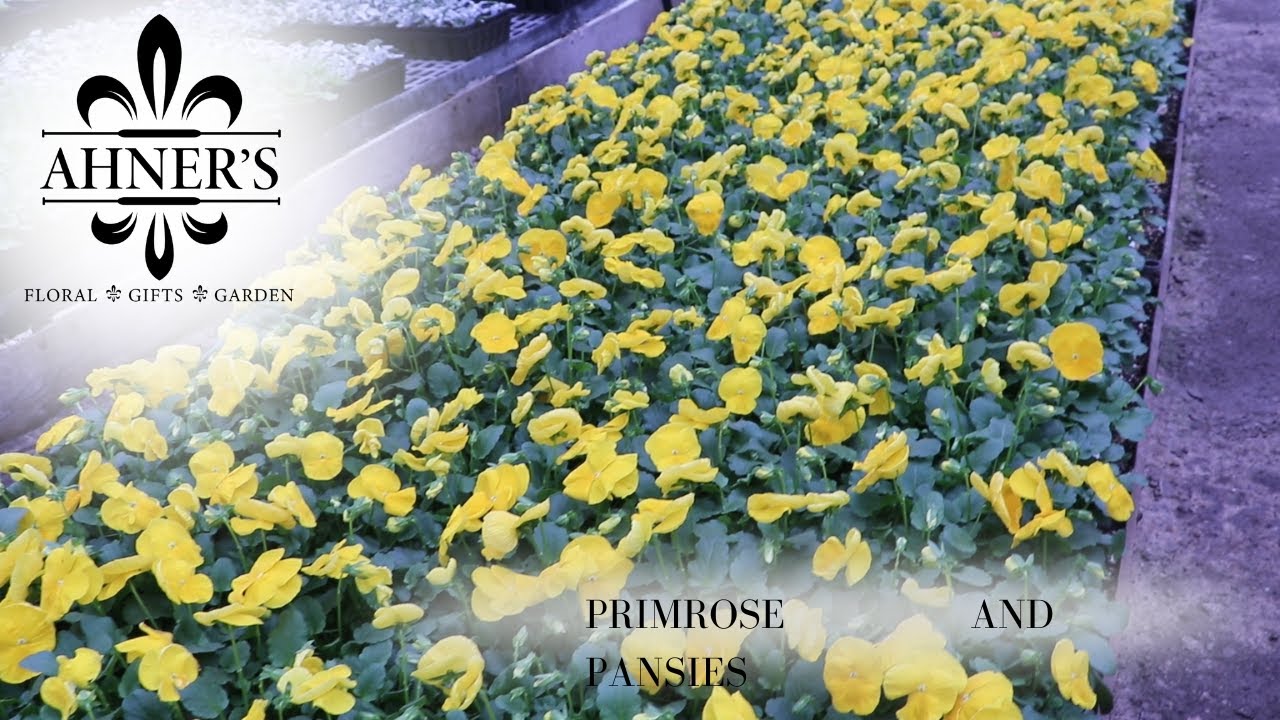 Primrose and Pansies | AHNER'S FLORIST - YouTube