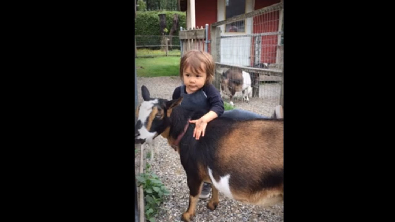 Little Baby Girl Loves Riding Goats - YouTube