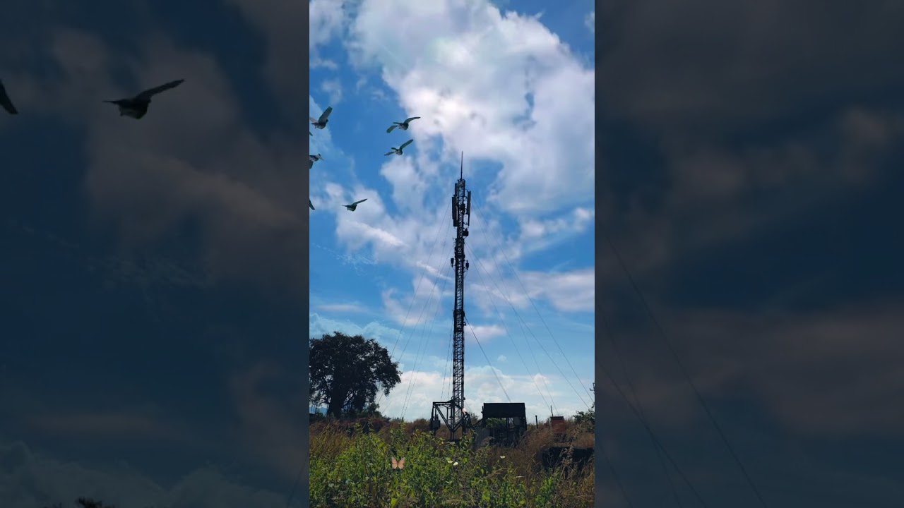 Telecom| Beautiful Cow Site| Photoshoot by Pintoo - YouTube