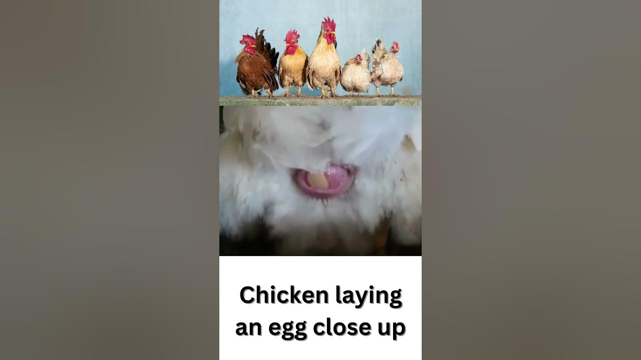 Chicken Laying An Egg Close Up Chicken Laying An Egg Close Up 4k
