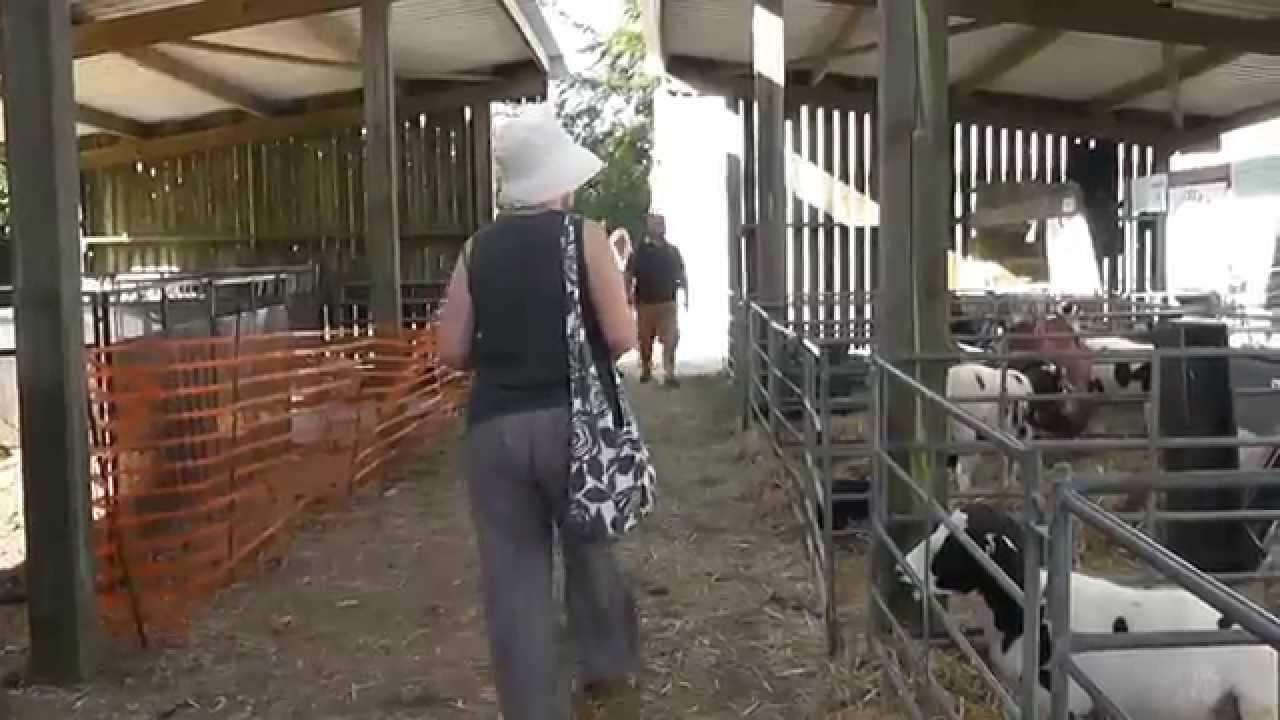 Scenes from the Kent Show 2015 - YouTube