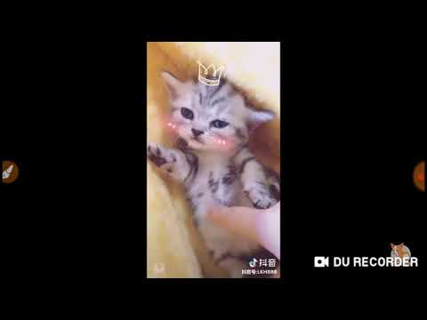 Gülməli HEyvanlar. Əyləncəli.  🤣🤣🤣🤣  Videolar