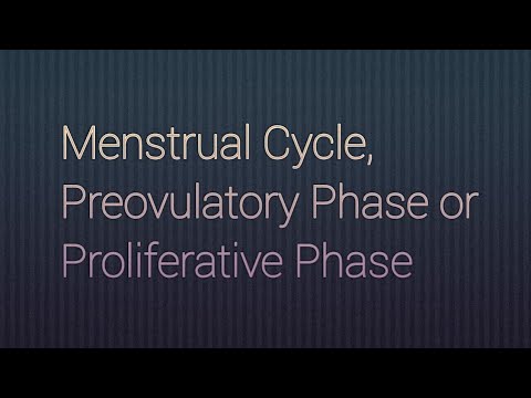 Menstrual Cycle, Preovulatory Phase or Proliferative Phase - YouTube