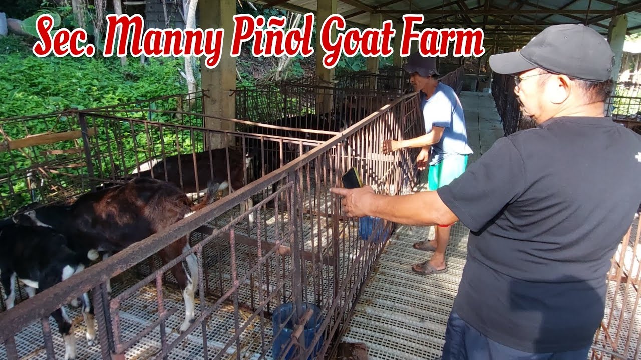 Goat Farm of Sec. Manny Piñol in North Cotabato - YouTube