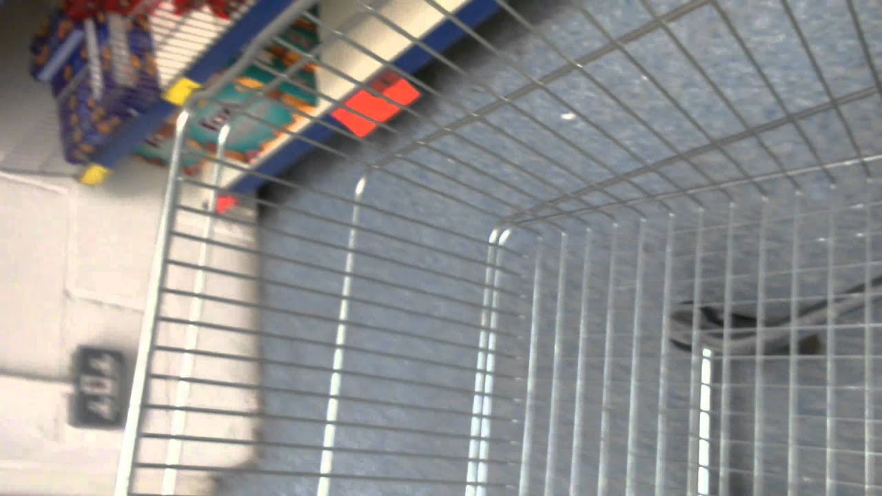 Molly bored at the shop - YouTube