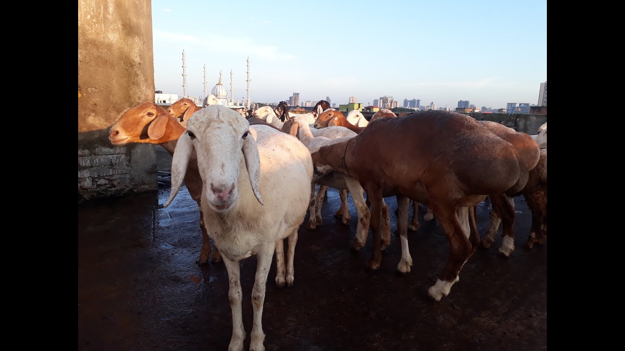 Dumbaa Rajabazar Narkeldanga Bakra Mandi Kolkata|Contact 98833-11042 ...