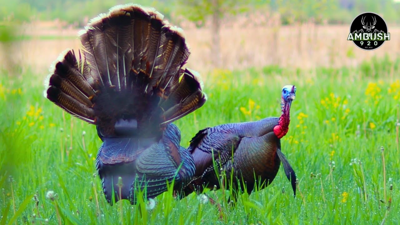 The Perfect Morning (Our Best Footage EVER) - Turkey Season 2023 - YouTube