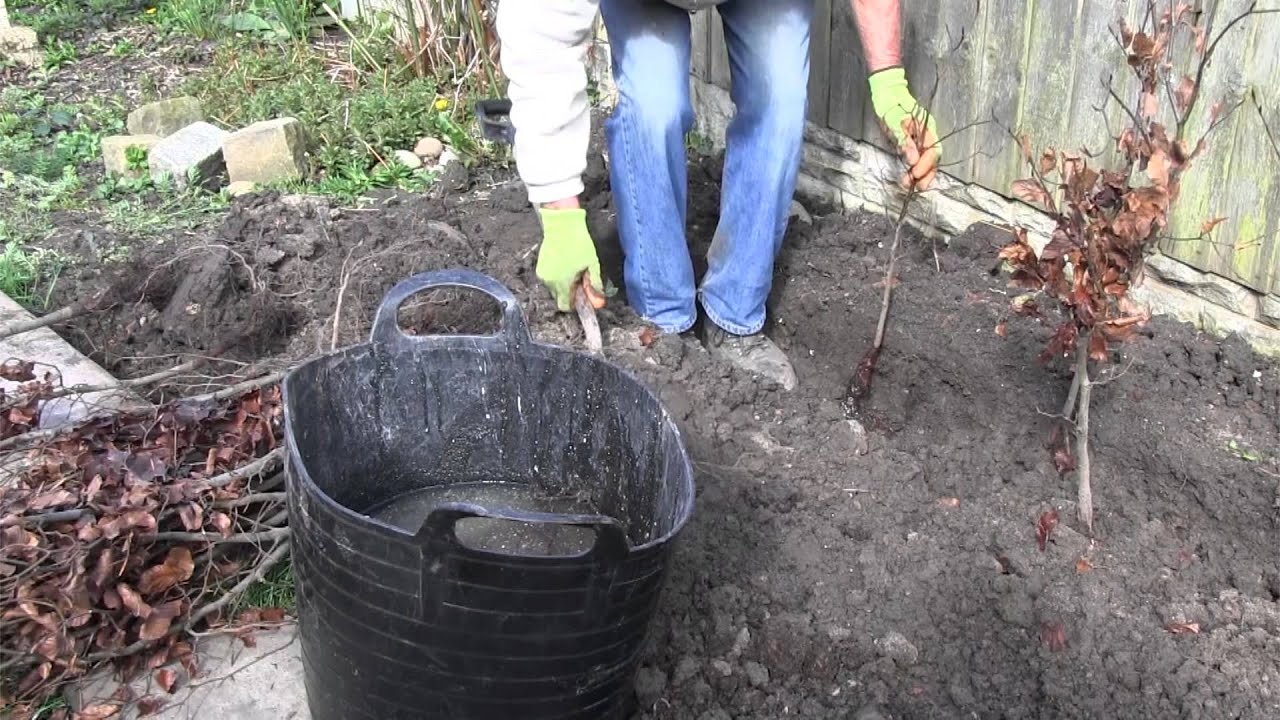 How to plant a bare root hedge | Advice from Best4hedging - YouTube