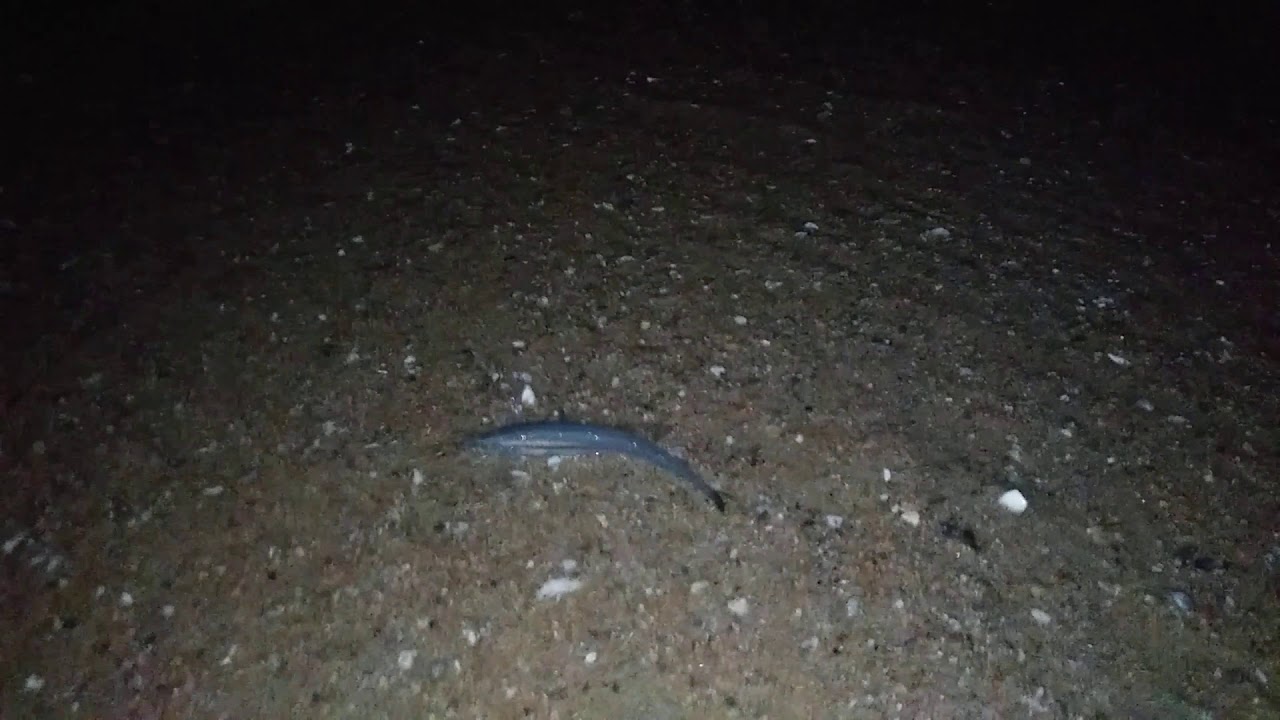 Grunion run hatch at sunset beach - YouTube