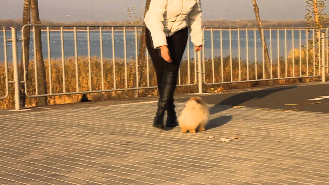 Legenda Oseni - YouTube