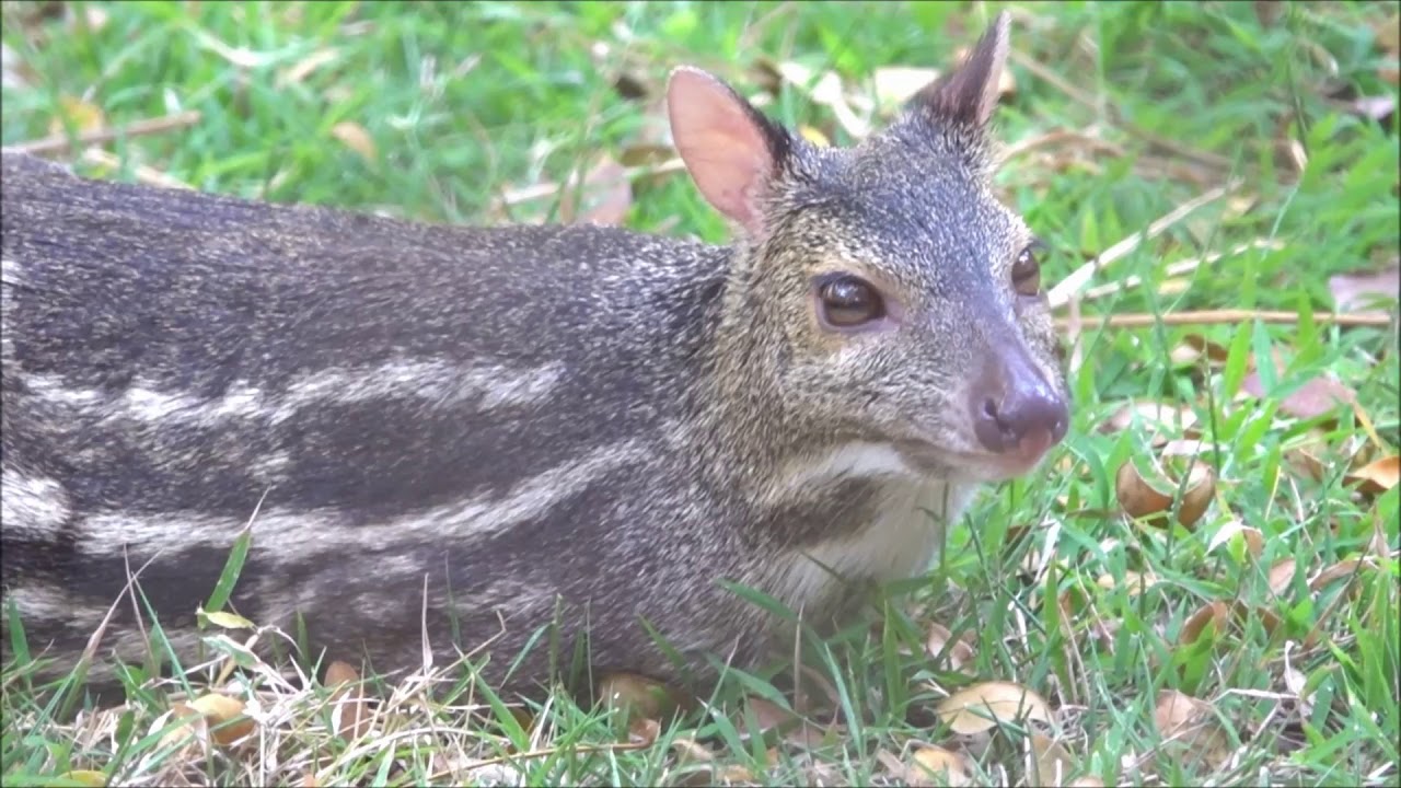 KasiRayappa, Indian Chevrotain, Mysore Zoo, Jan 26, 2020 - YouTube