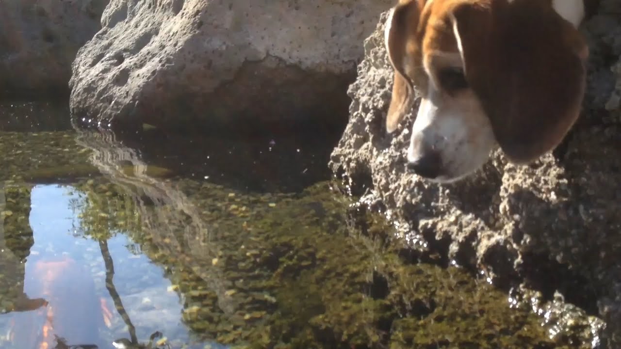 Beagle Emily in Calabasas, CA visiting Turtles Friends! - YouTube