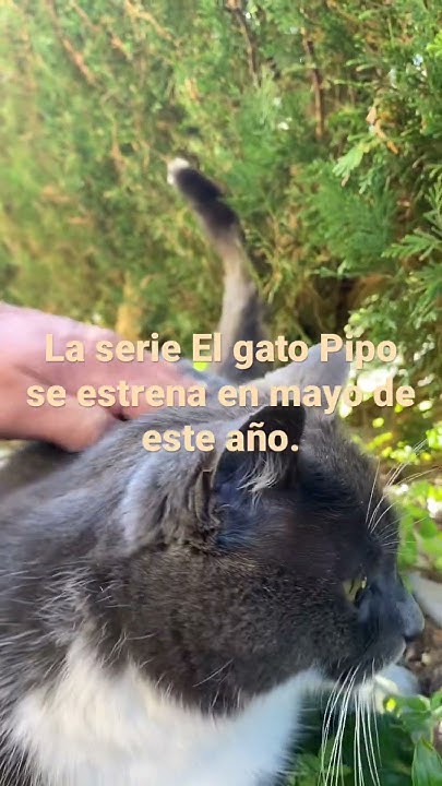 Trailer de la serie El Gato Pipo. 🐈‍⬛ - YouTube