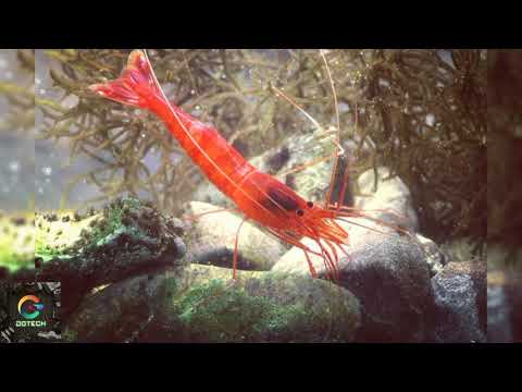 Red Prawns🦐🦐🦐 | Vatulele,Fiji Islands - YouTube