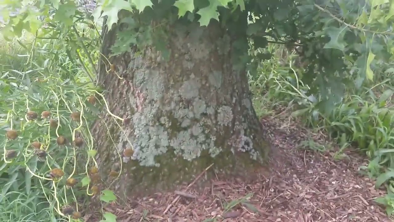 Tree Stomp Growing Back into a full tree with a flat top - YouTube