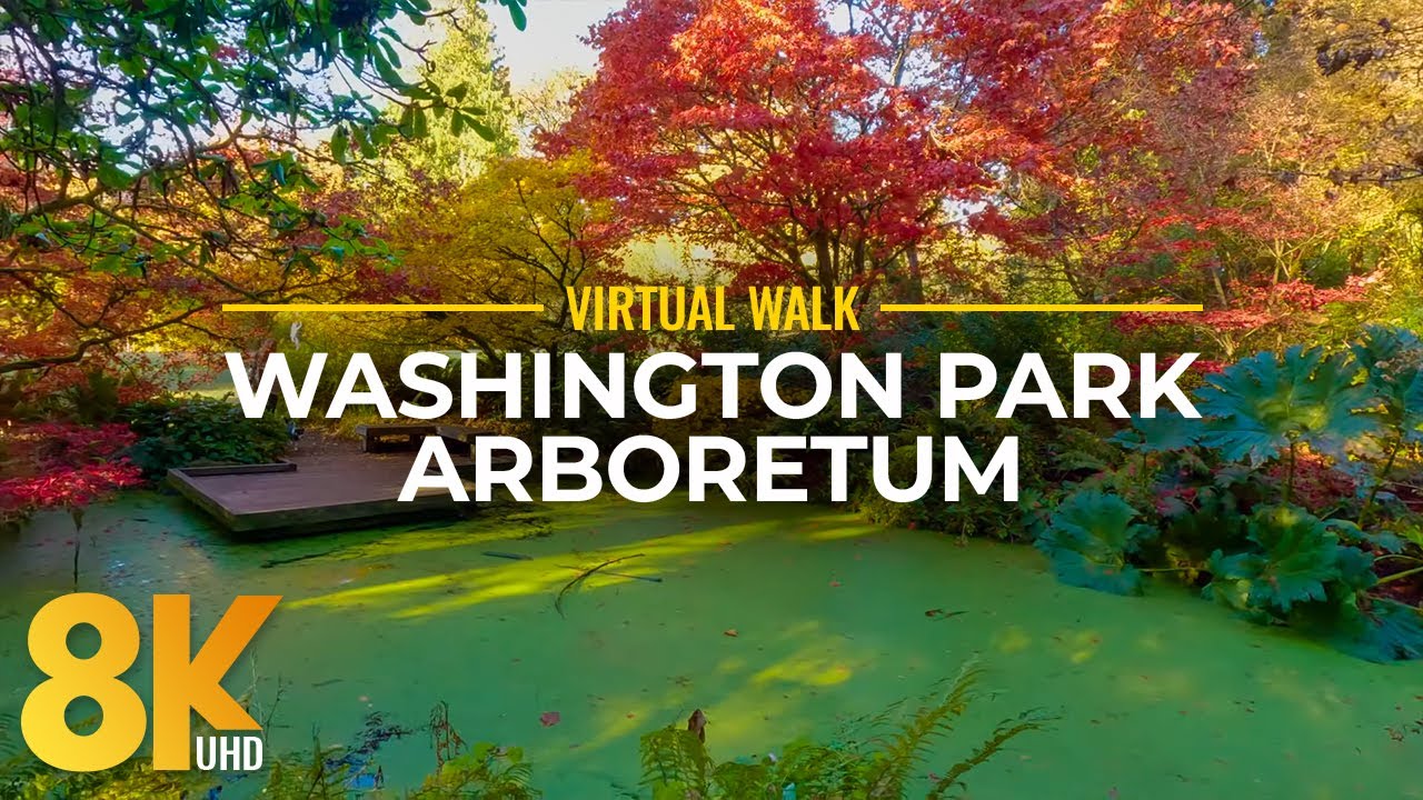 Best Autumn Seattle Attraction in 8K - Nature Walk to See Fall Colors ...