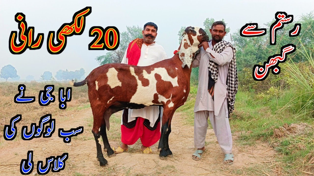World's Biggest Beetal Goat With 46 Inches Hieght - Raani Bkri - YouTube