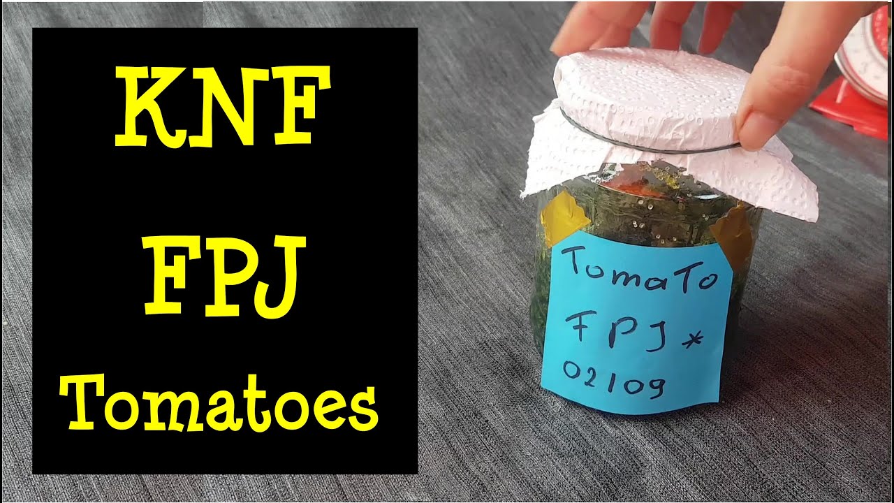 How to make KNF FPJ with Tomatoes - Korean Natural Farming Tomato ...